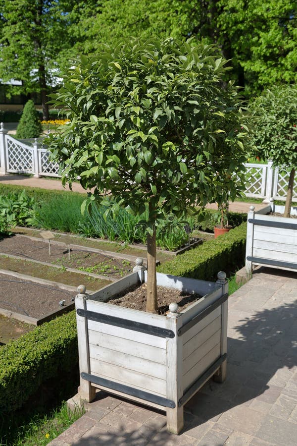 Green mandarin tree stock photo. Image of outdoor, southern - 116474904