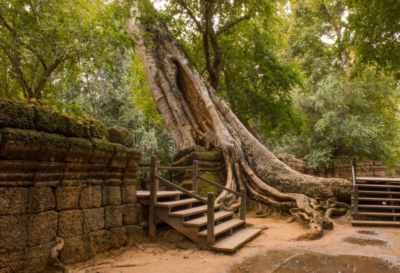 Ta Phrom Ruins stock image. Image of angkor, buddhism - 26085057