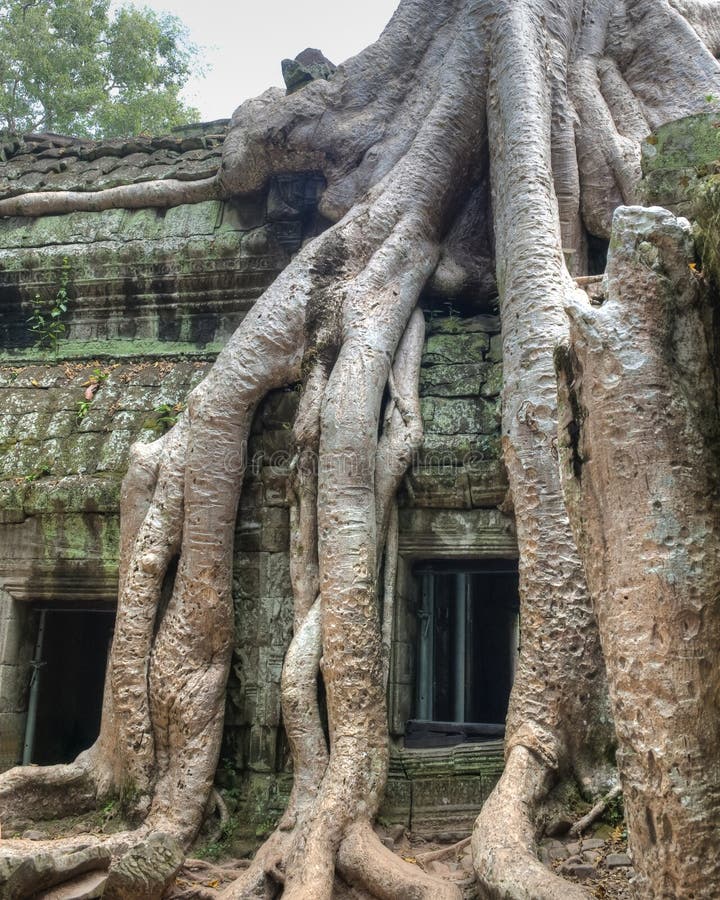Ta Prohm temple,Angkor stock image. Image of gallery - 15612263