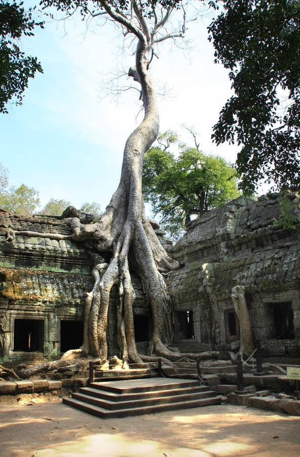 Ta Prohm, Siem Reap stock photo. Image of khmer, culture - 7858176