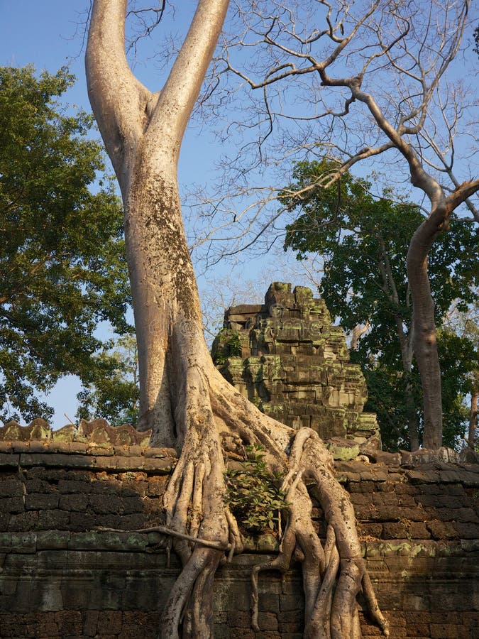 Ta Prohm, Angkor stock image. Image of temple, buddhism - 29421745