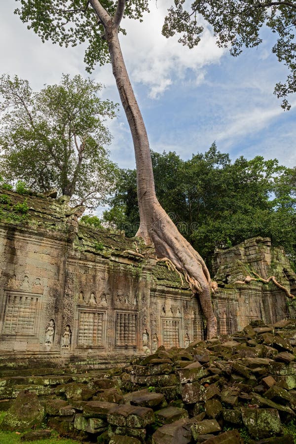 Trees in Ta Prohm, Angkor Wat Stock Photo - Image of angle, giant: 26942316