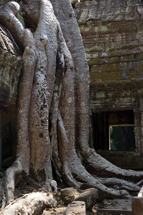 Ta Prohm, Angkor Wat, Cambodia, Trees Engulfing the Temple Structures ...