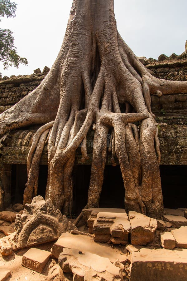 Ta Prohm, Angkor Wat, Cambodia, Trees Engulfing the Temple Structures ...