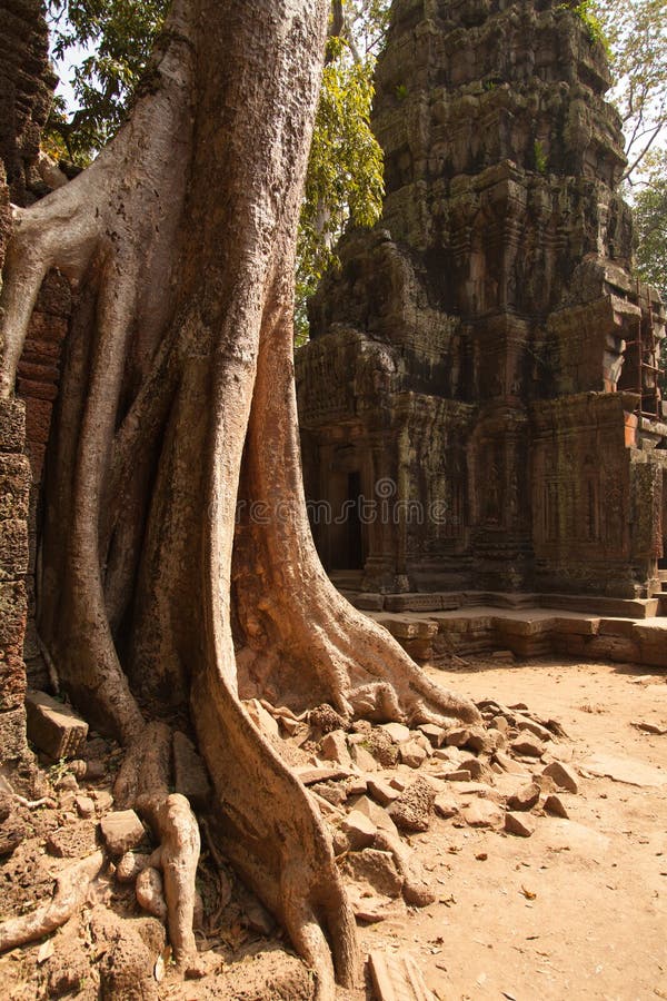 Ta Prohm, Angkor Wat, Cambodia, Trees Engulfing the Temple Structures ...