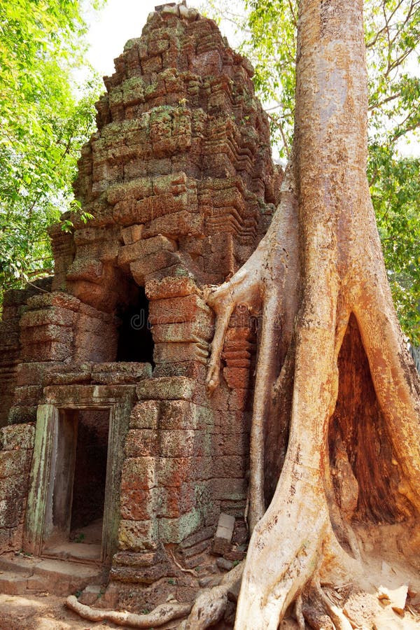 Ta Prohm Ruins, Angkor Wat, Cambodia Stock Photo - Image of travel ...