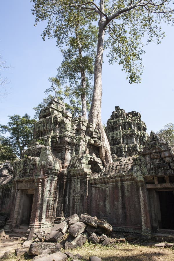 Ta Prohm. Siem Reap. Cambodia Stock Image - Image of antique, ancient ...