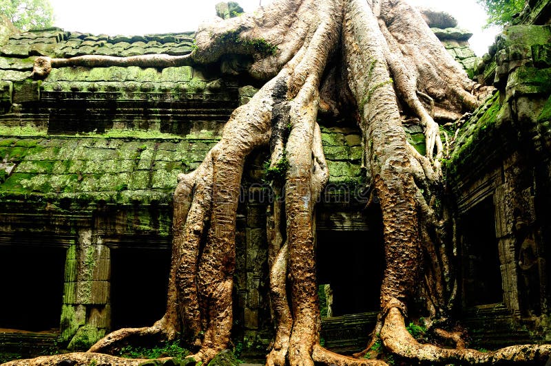 Ta Prohm temple stock image. Image of architecture, plant - 12860547