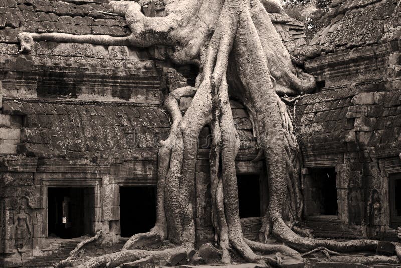 Ta Prohm Temple stock image. Image of history, ruins, destination - 4503211