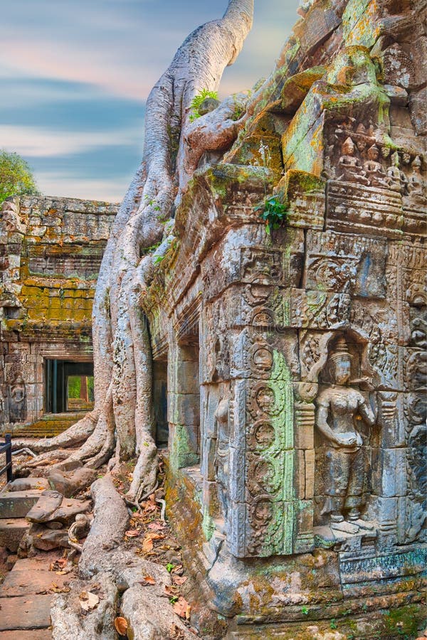 Ta Prohm Temple Ancient Tree Roots, Angkor Stock Image - Image of ...