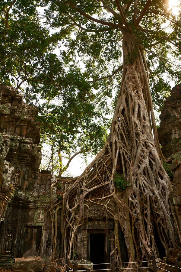 Ta Prohm temple stock photo. Image of silk, destination - 36162190