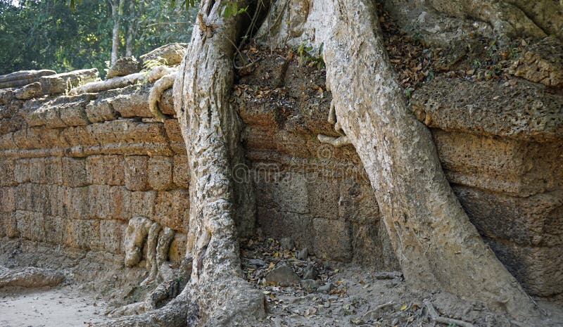 Ta Prohm Temple in Angkor Wat Stock Image - Image of growth, mystical ...