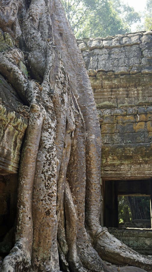 Ta Prohm Temple in Angkor Wat Stock Photo - Image of growth, angkot ...
