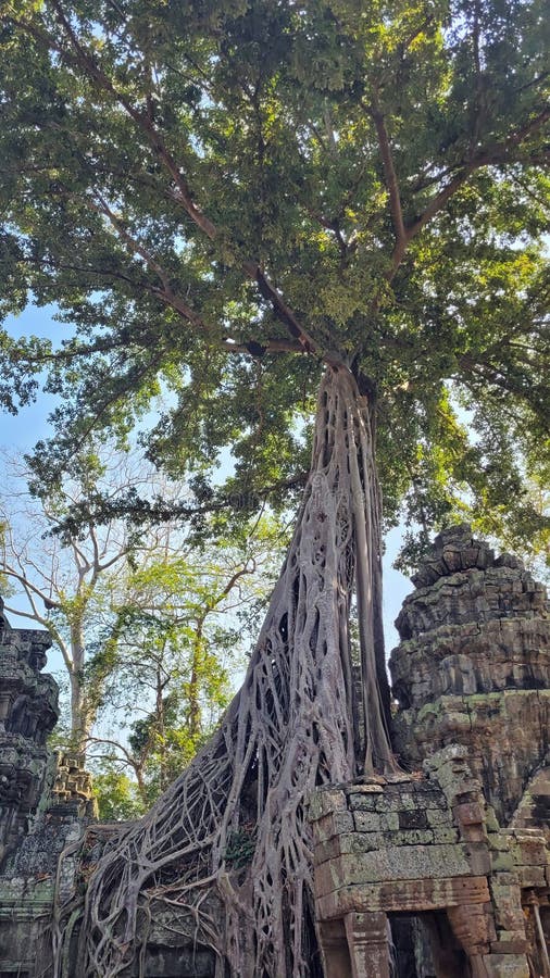 Ta Prohm Temple in Angkor Wat Stock Photo - Image of gate, heritage ...