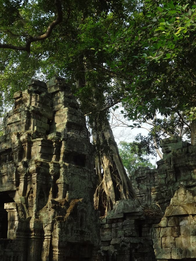 Ta Prohm stock image. Image of prohm, east, historical - 48590737
