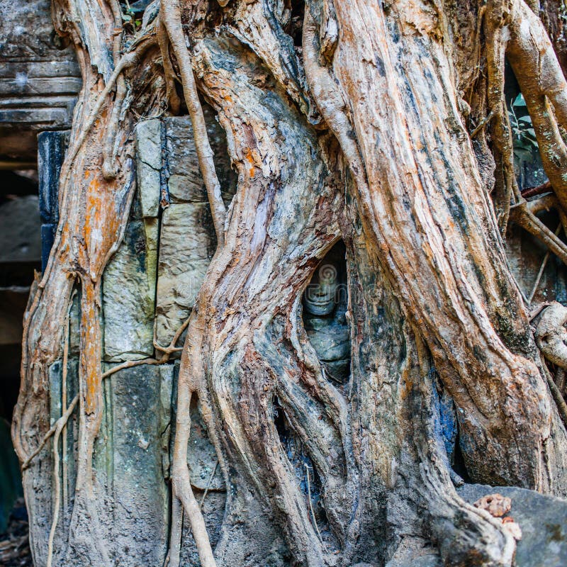 Ta Prohm temple stock photo. Image of culture, civilization - 42796976