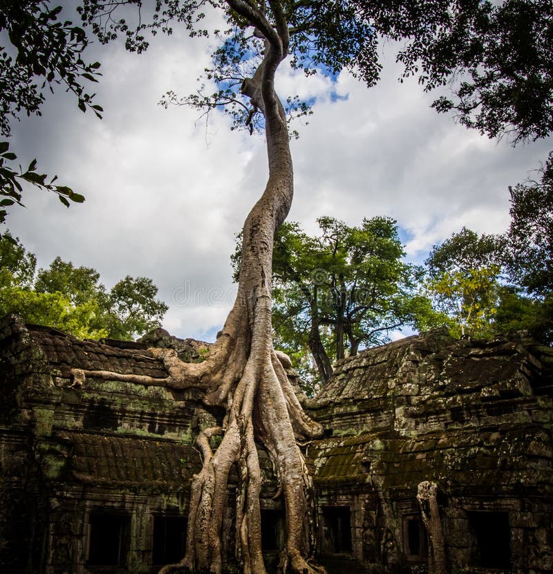 Ta Prohm temple stock photo. Image of arts, landmark - 63329692