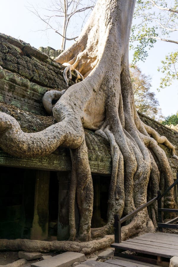 Ta Prohm stock photo. Image of tomb, silk, stupa, asia - 48540764