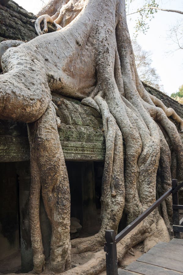 Ta Prohm temple stock image. Image of monument, asian - 66472655