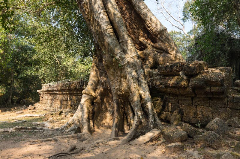 Ta Prohm temple stock image. Image of ancient, khmer - 75548673