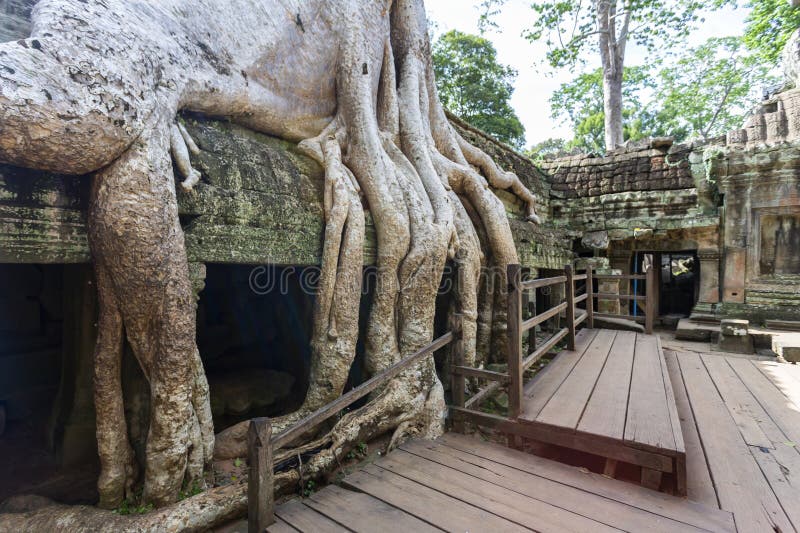Ta Prohm Temple and Trees stock photo. Image of angkor - 382478322