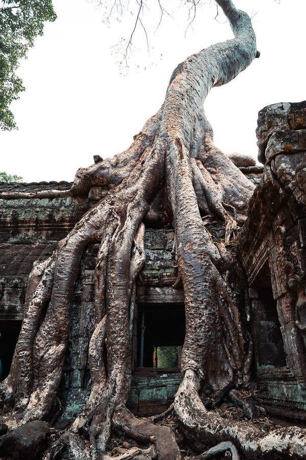 Ta Prohm Tomb Raider Temple in Angkor Complex Cambodia Stock Image ...