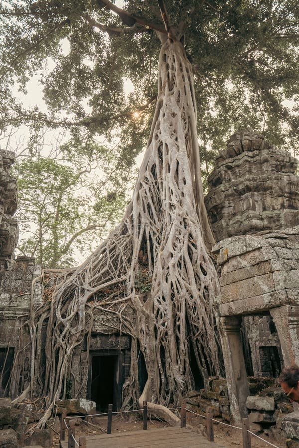 Ta Prohm Tomb Raider Temple in Angkor Complex Cambodia Stock Image ...