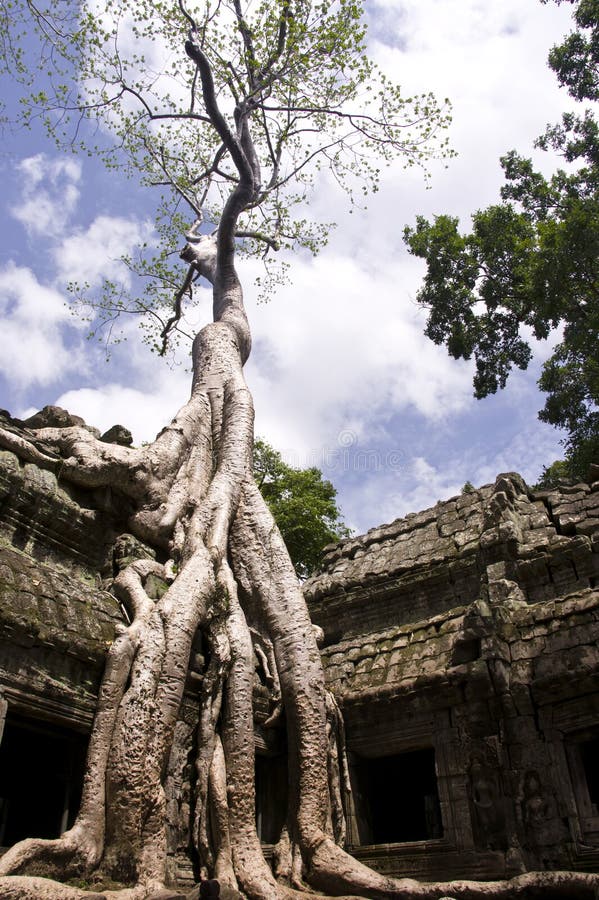 Ta Prohm Temple, Cambodia Series 01 Stock Photo - Image of angkor, area ...