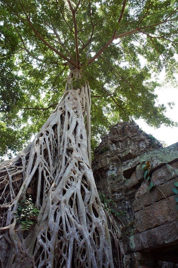 The Ta Prohm tree stock photo. Image of angkor, face - 28140832