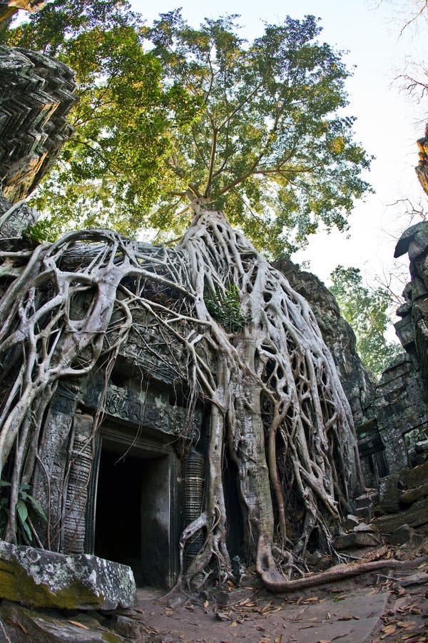 Ta Prohm stock photo. Image of overgrown, culture, building - 31192506