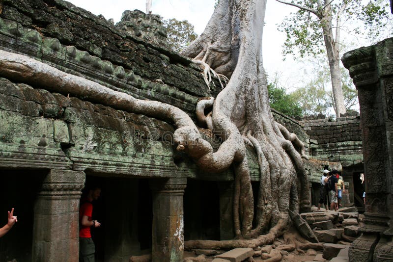 Ta prohm tree editorial stock photo. Image of unesco - 69830228