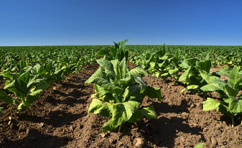 Champ De Tabac Dans Dordogne, France Photo stock - Image du plantation ...
