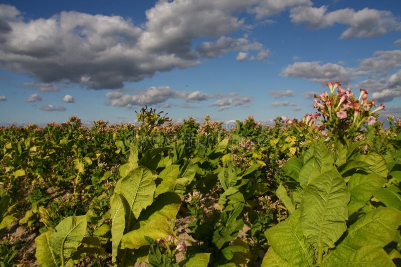 Tabacco stock photo. Image of field, nature, plant, cultivating - 6440860