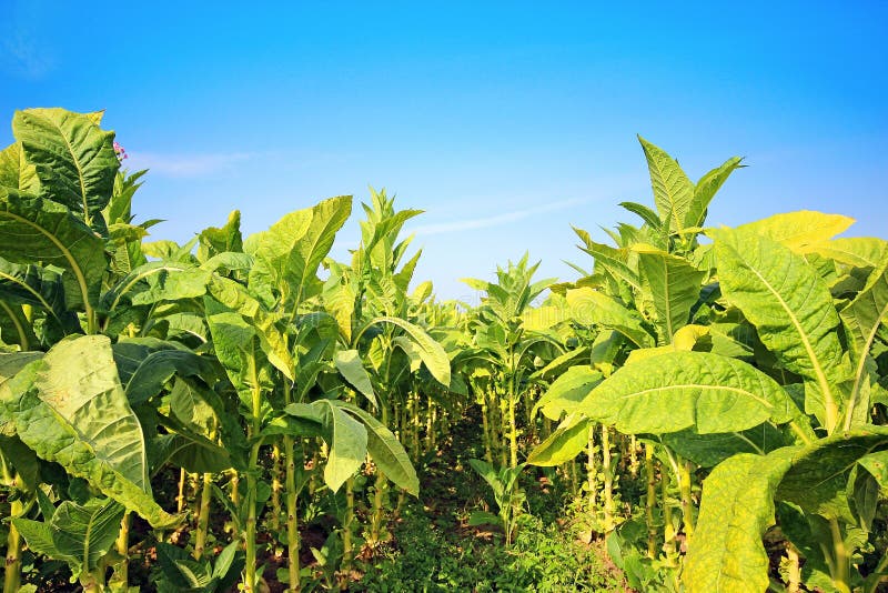 Tabacco field stock image. Image of growing, blue, farmland - 35197419