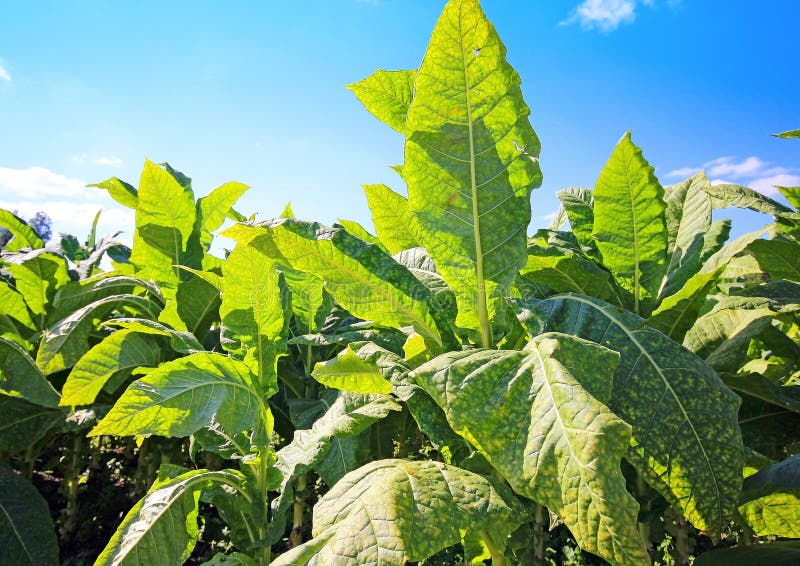 Tabacco field stock photo. Image of farmland, leaf, cigar - 35197940