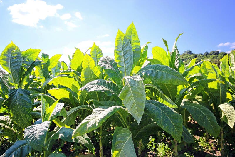 Tabacco field stock photo. Image of crna, farming, farmland - 35197974