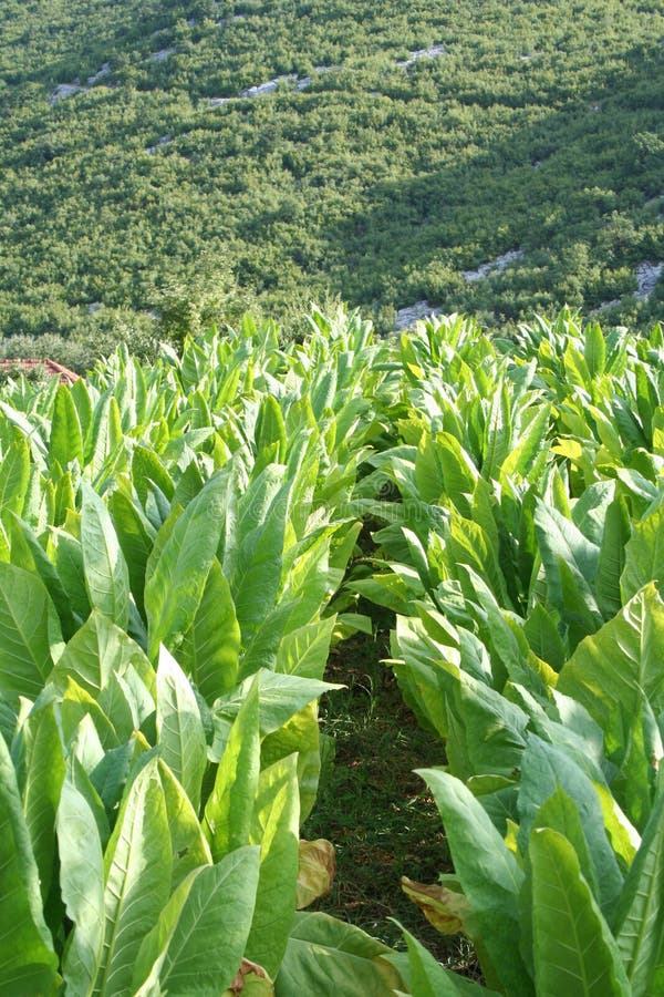 Tabacco field stock photo. Image of gora, monte, dangerous - 6036222