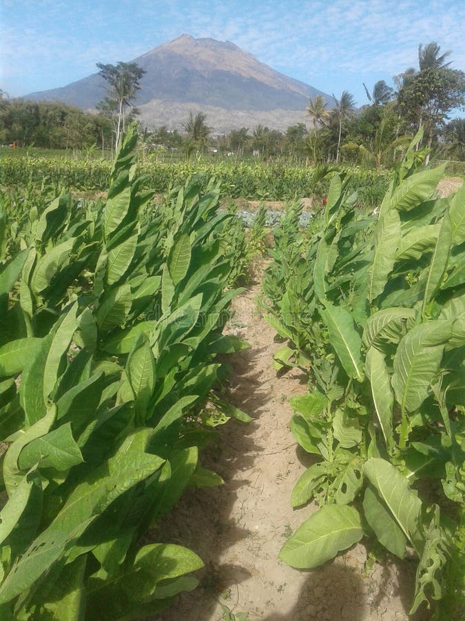 Plantas de tabaco foto de archivo. Imagen de suciedad - 1061834