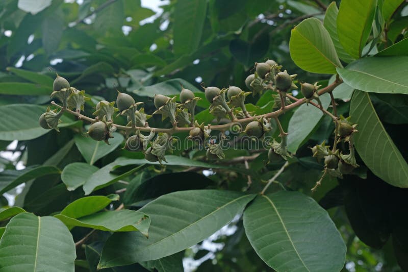 Tabaek Fruit, the Propagation of Natural Wood Stock Photo - Image of ...