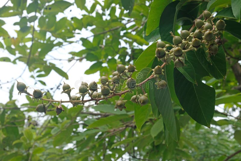 Tabaek Fruit, the Propagation of Natural Wood Stock Image - Image of ...