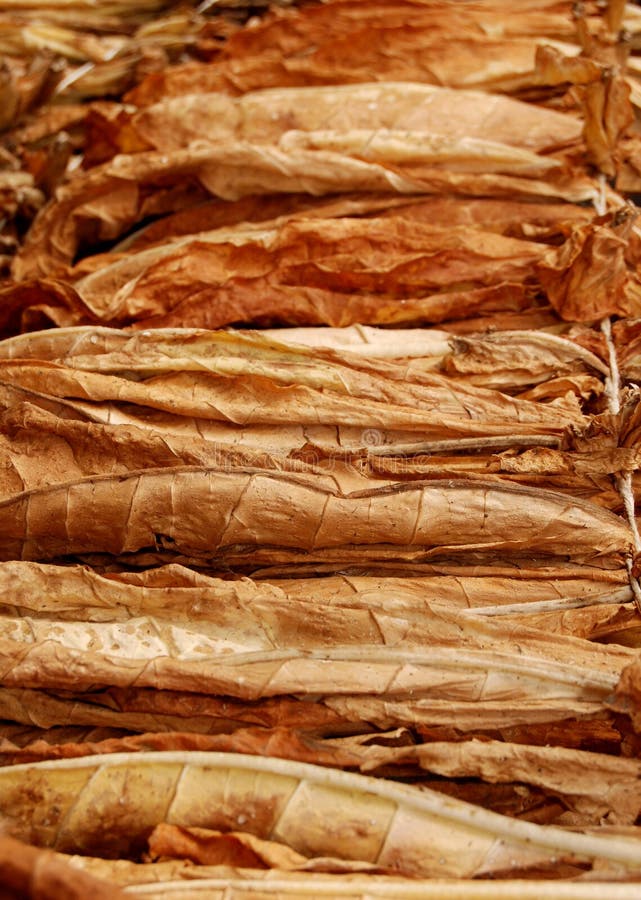 Tabak 09 stockbild. Bild von zigarre, tennessee, stall - 3523759