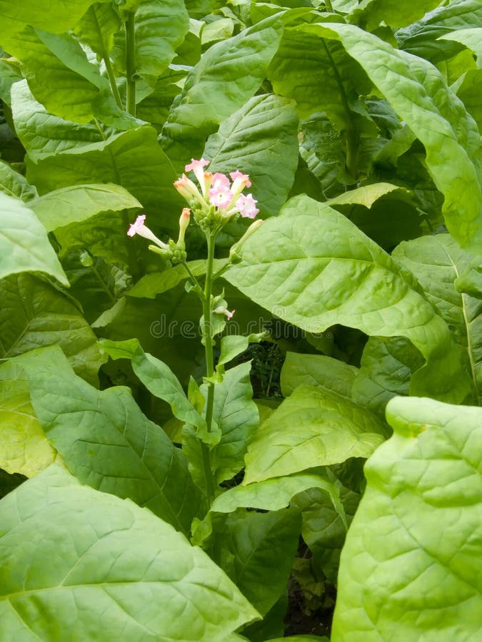 Tabak 2 stockfoto. Bild von betrieb, tabak, nashville - 2971808