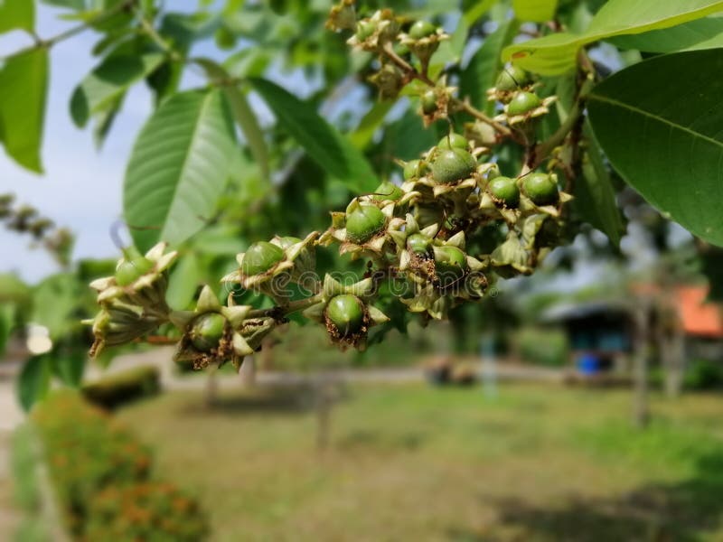 Tabak Fruit, the Propagation of Natural Wood Stock Photo - Image of ...