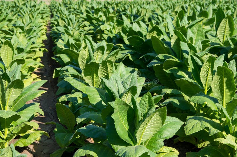 Nicotiana tabacum stockbild. Bild von nave, blätter, landwirtschaftlich ...
