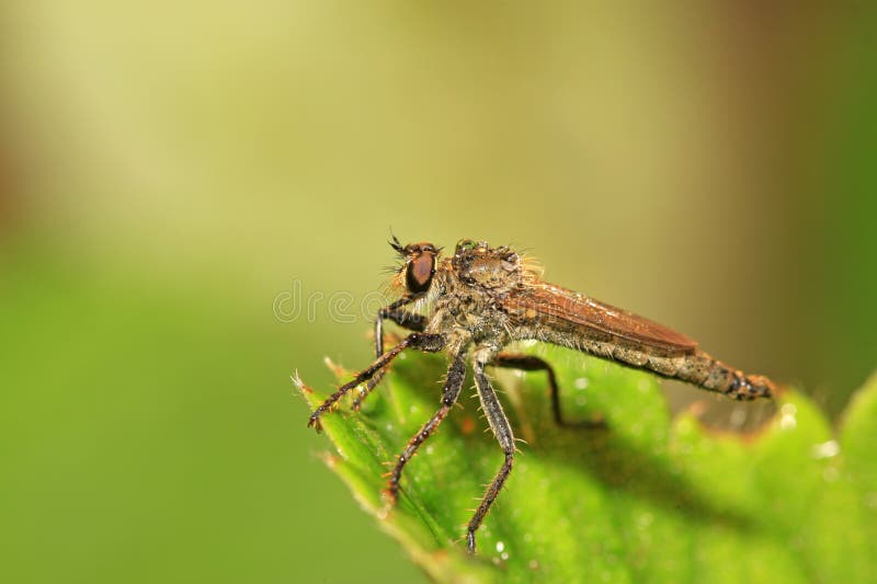 Tabanidae Insect Prey on Aphids Stock Photo - Image of wings, vivid ...