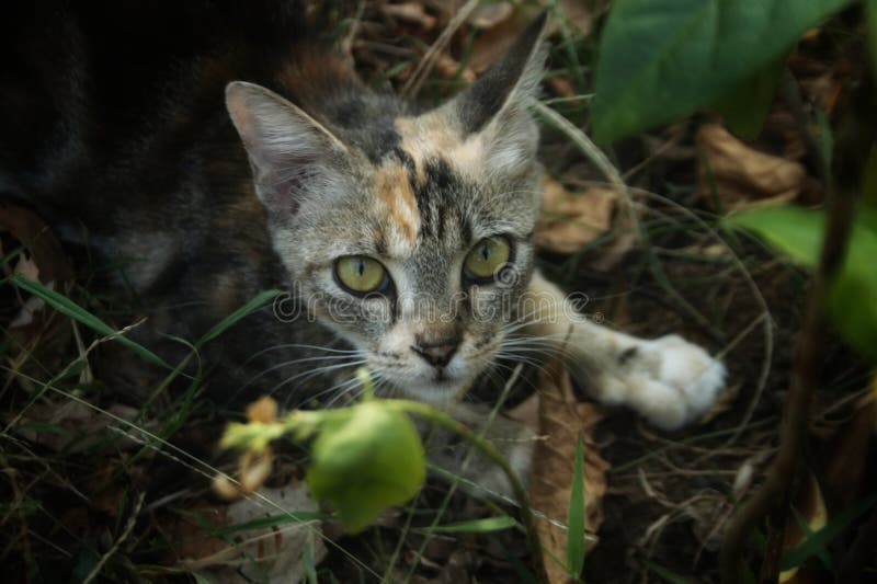Tabbi cat stock photo. Image of animal, tabby, wild - 284907344