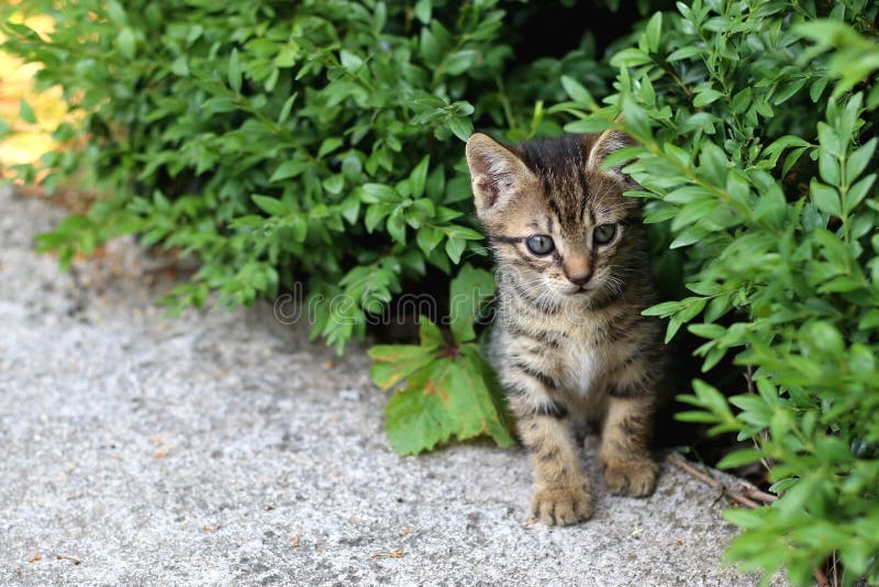 Tabby Baby stock photo. Image of domestic, blue, animal - 55206040