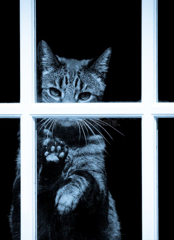 Tabby Blues stock photo. Image of asking, expression, blue - 5257264