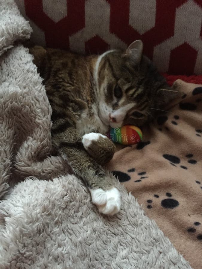 Tabby Boy Cat with Teddy Bear Stock Photo - Image of feline, snuggles ...