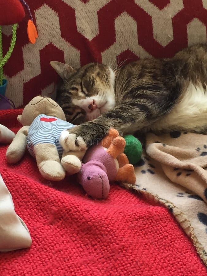 Tabby Boy Cat with Teddy Bear Stock Image - Image of tiger, tabby: 87712325